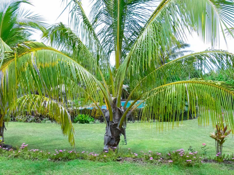 Palm Trees on Easter Island. Nature Plants on Easter Island Stock Photo ...