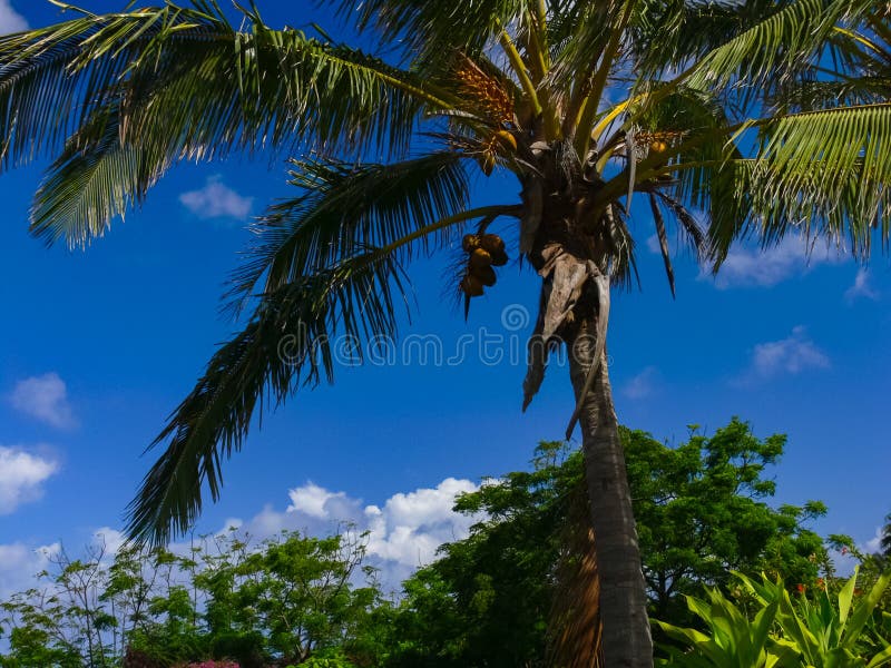 Palm Trees on Easter Island. Nature Plants on Easter Island Stock Photo ...