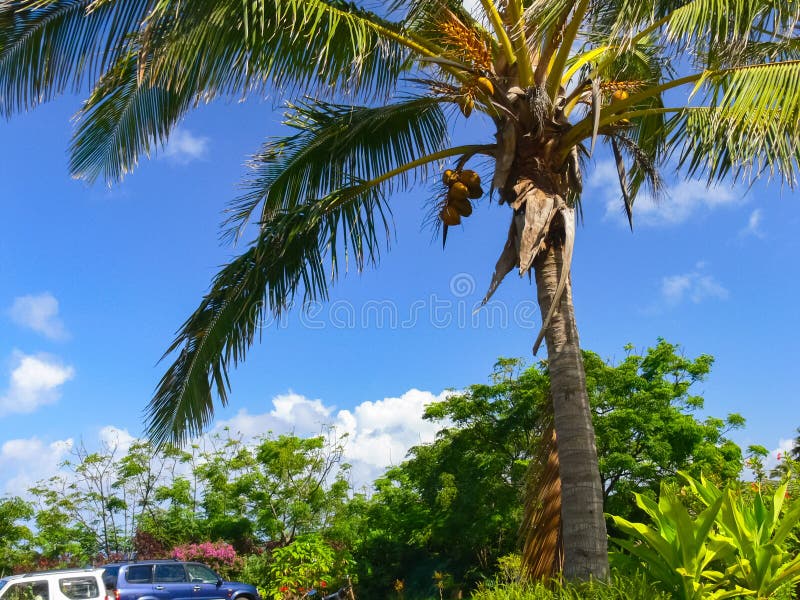 Palm Trees on Easter Island. Nature Plants on Easter Island Stock Image ...