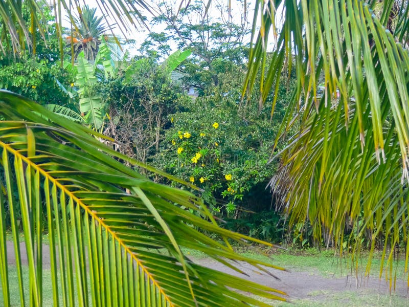 Palm Trees on Easter Island. Nature Plants on Easter Island Stock Photo ...