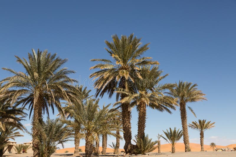 Palm trees stock photo. Image of morocco, trees, travel - 68368612