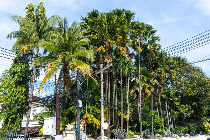 Palm Trees and Electrical Wires in Phuket, Thailand Stock Image - Image ...