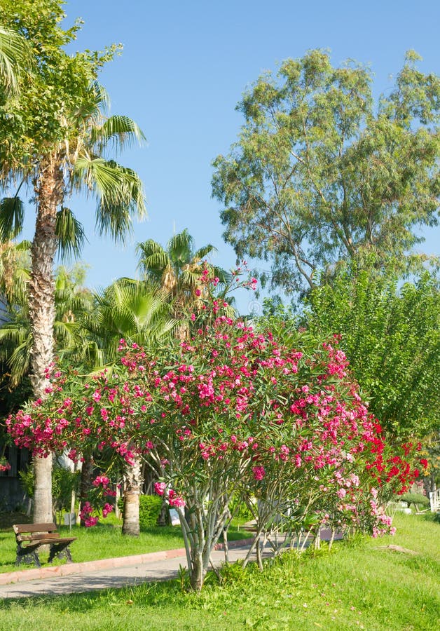 Palm Trees and Flowers Oleander in Kemer Stock Photo - Image of antalya ...