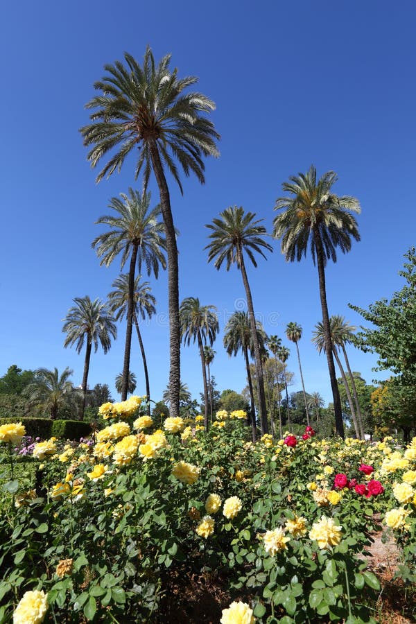 Flowers in Seville, Spain stock photo. Image of garden - 30841402
