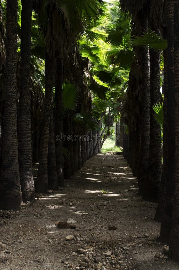 Palm trees forest Path stock photo. Image of shadow, trunk - 52267756