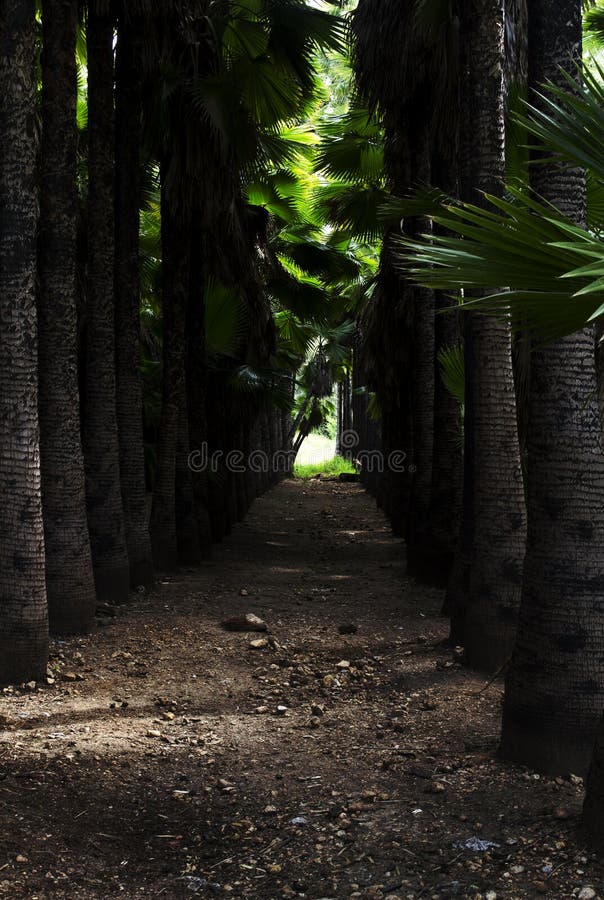 Palm trees forest Path stock photo. Image of view, trees - 52270236