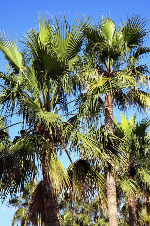 Palm trees stock photo. Image of lush, view, nature, cyprus - 32891898