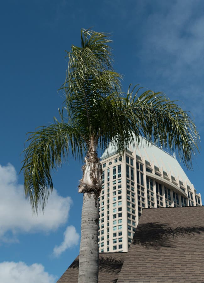 Palm Trees in Front of a Modern Glass Building - 10 Stock Photo - Image ...
