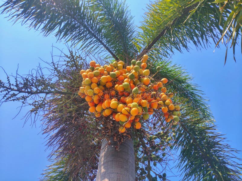 Palm Trees that Fruit in the Bright Morning Stock Image - Image of ...