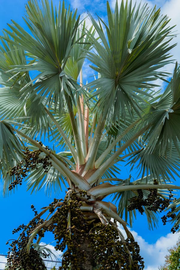 Palm trees and fruit Palm stock photo. Image of trees - 47108956