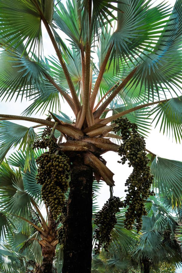 Palm trees and fruit Palm stock photo. Image of tree - 47108970
