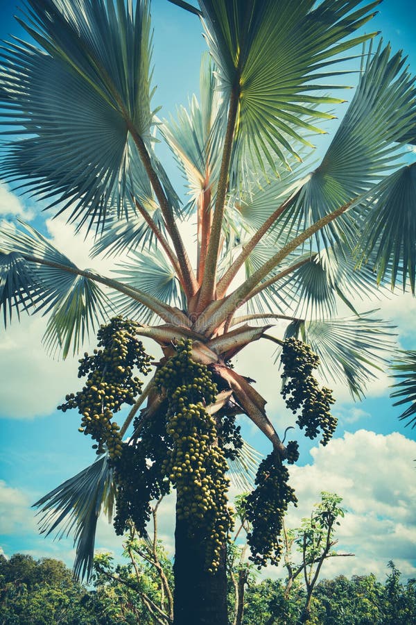 Palm trees and fruit Palm stock photo. Image of trachycarpus - 47108972