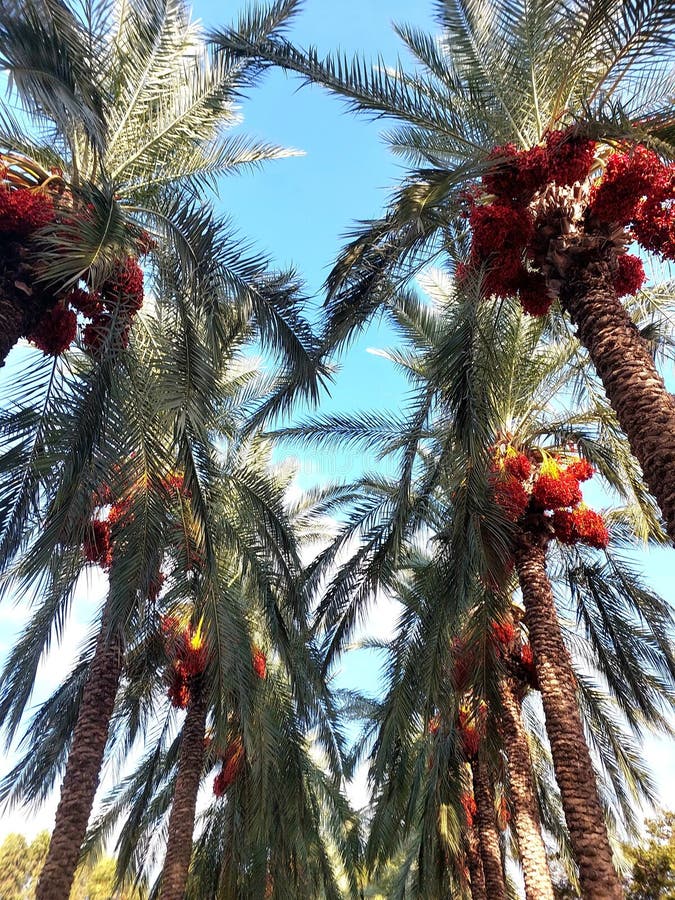 Palm trees full of dates stock photo. Image of palm - 339611240