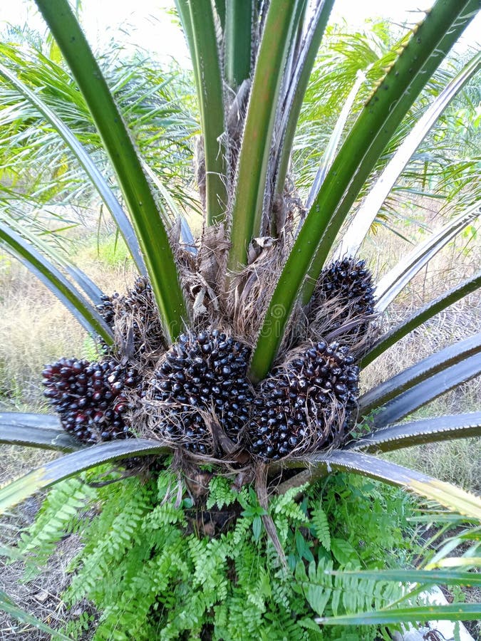 Palm Trees Full of Fruit stock image. Image of full - 339800183