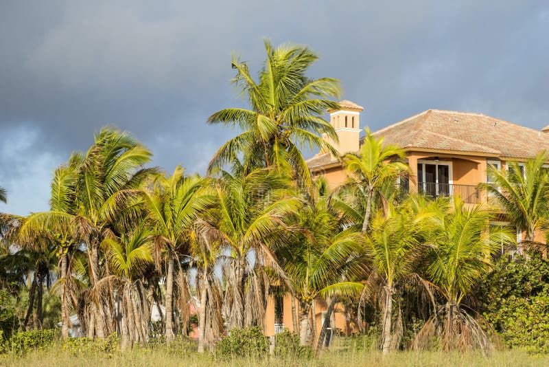 Palm Trees in Full Sunshine on the Coast. Stock Image - Image of beach ...