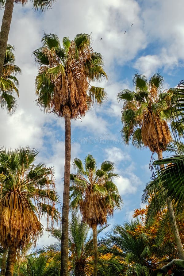 Palm trees garden stock photo. Image of freedom, close - 111622940