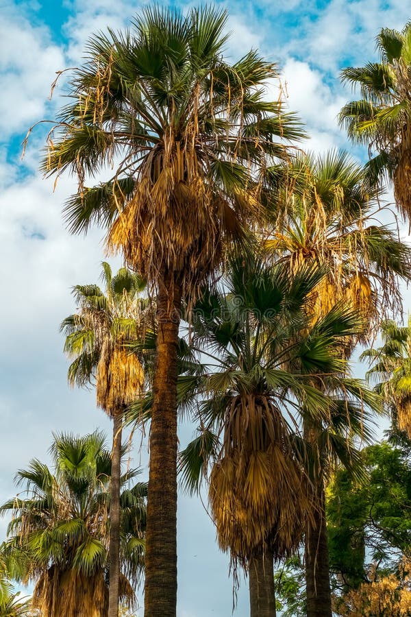 Palm trees garden stock image. Image of costa, destinations - 111623573