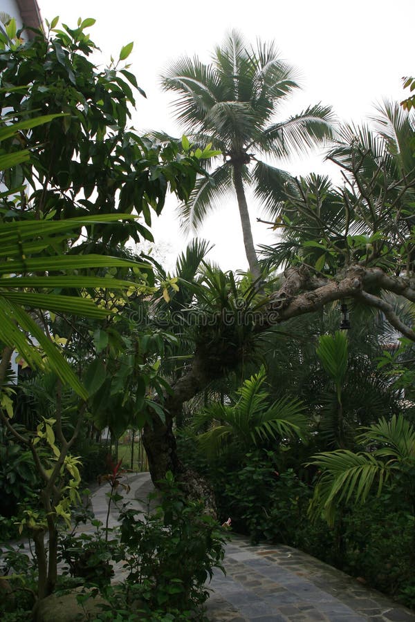 Palm Trees Garden Hoi Vietnam Stock Photos - Free & Royalty-Free Stock ...