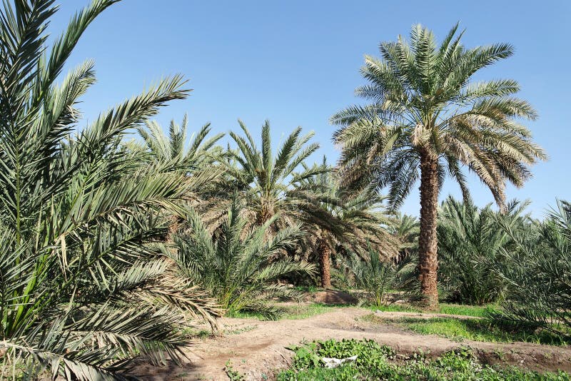 Palm trees stock image. Image of madina, arabia, palm - 50704625
