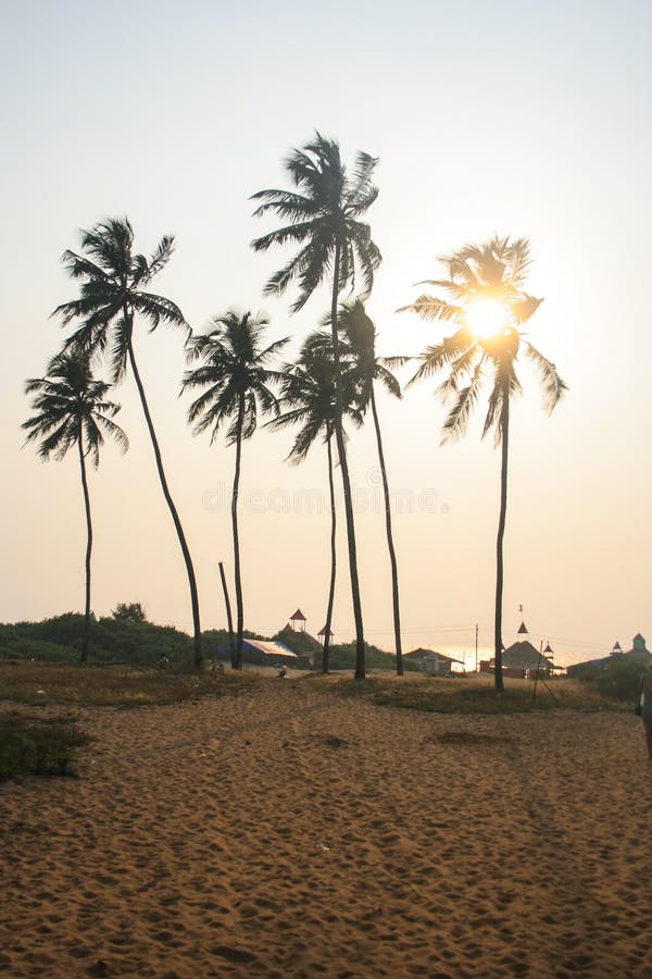 Palm Trees on Goan Beach stock image. Image of fabulous - 63373393