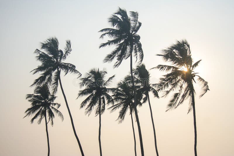 Palm Trees on Goan Beach stock photo. Image of traveller - 63373406