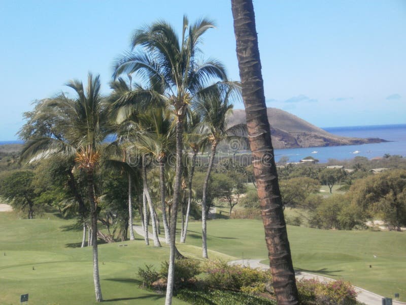 Palm trees at golf course stock photo. Image of maui - 92816046