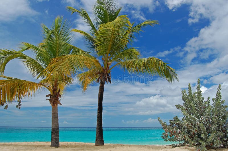 Palm Trees on Grand Anse Beach on Grenada Island Stock Photo - Image of ...