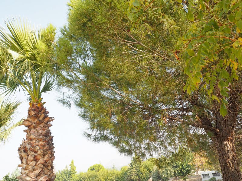 Palm Trees Grow Under the Sun Stock Photo - Image of sunset, space ...