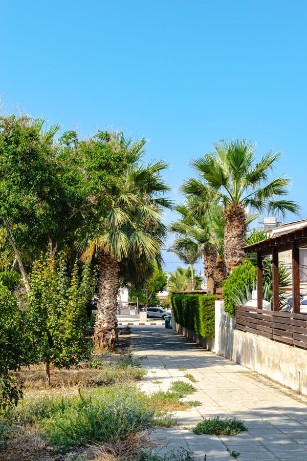 Palm Trees Growing on the Coast of the Island. Paphos, Cyprus Stock ...