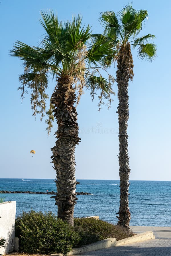 Palm Trees Growing on the Coast of the Island. Paphos, Cyprus. Stock ...