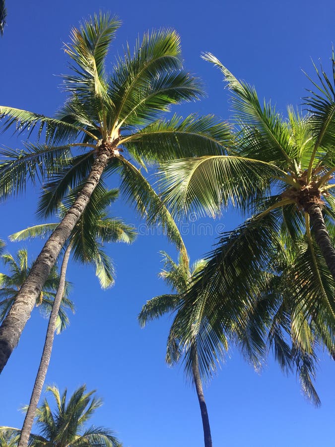 Palm trees Hawaii stock image. Image of beach, waikiki - 135989833