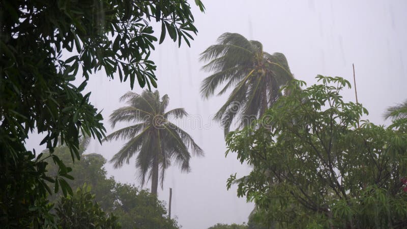 Heavy Tropical Rainfall Monsoon Over Palm Trees Puerto Escondido Mexico ...