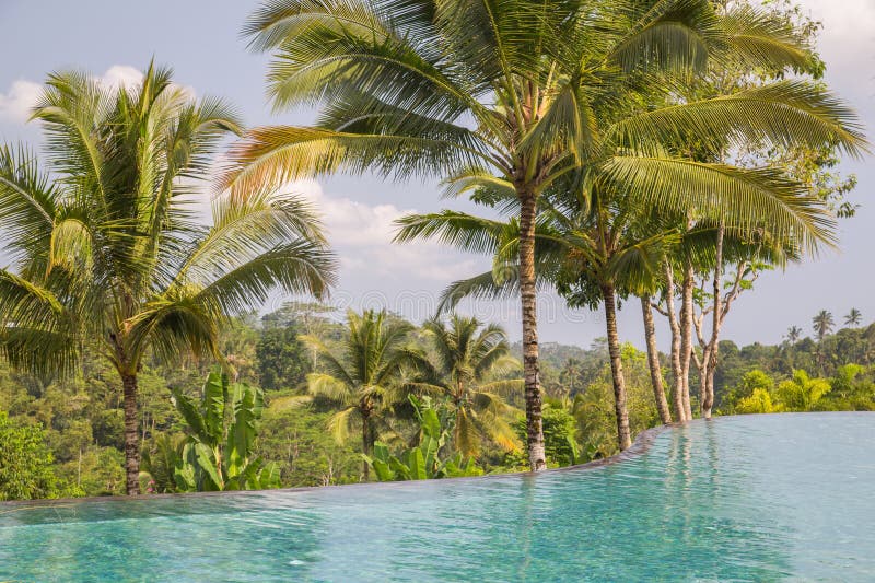 Palm Trees and an Infinity Pool Stock Image - Image of peaceful, quiet ...
