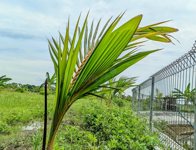 Palm Trees Iron Fence Cloudy Sky Stock Photos - Free & Royalty-Free ...