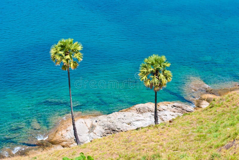 Palm Trees on the Island of Phuket Stock Image - Image of tree ...