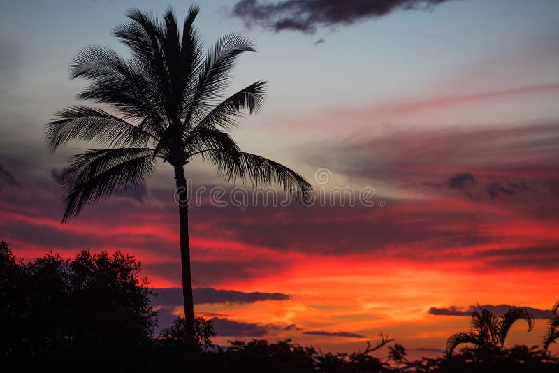 Palm Trees at an Island Sunset Stock Image - Image of vibrant, maui ...