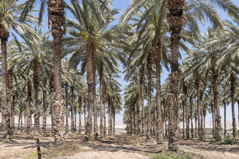 Pam Trees in the Jordan Valley Stock Photo - Image of israel, homes ...