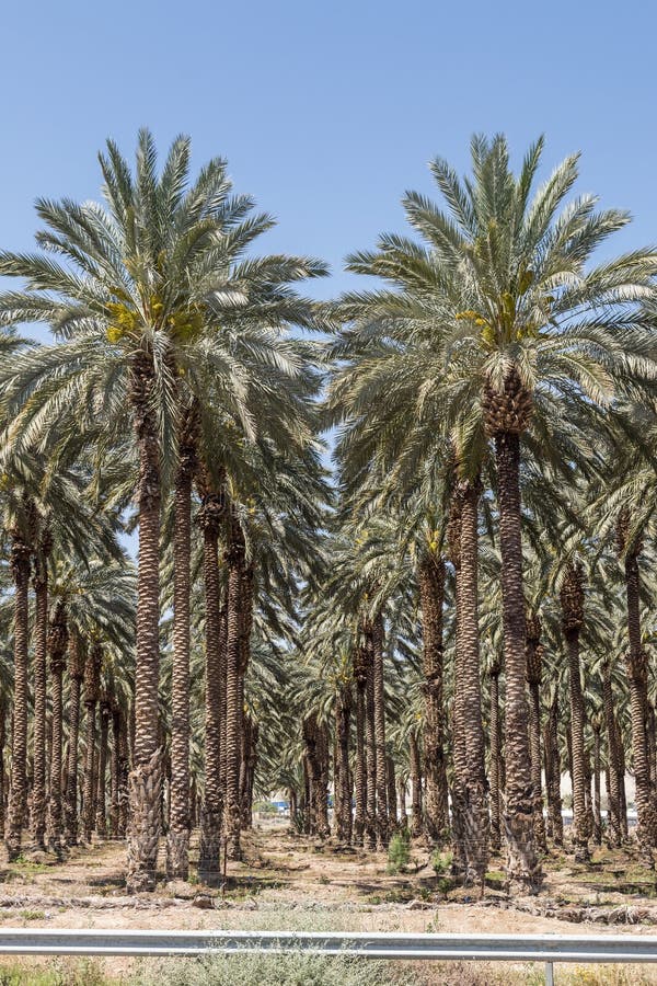 Pam Trees in the Jordan Valley Stock Photo - Image of israel, homes ...