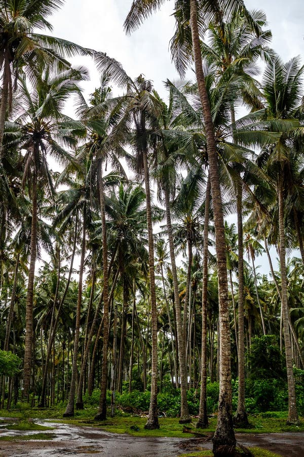 Palm Trees in the Jungle after Rain Stock Image - Image of trees ...