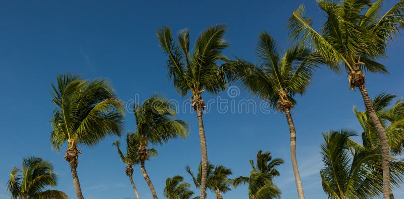 Palm Trees stock photo. Image of west, clear, brown, palm - 90122796