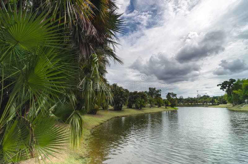 Palm trees at the lakeside stock photo. Image of trees - 47707490
