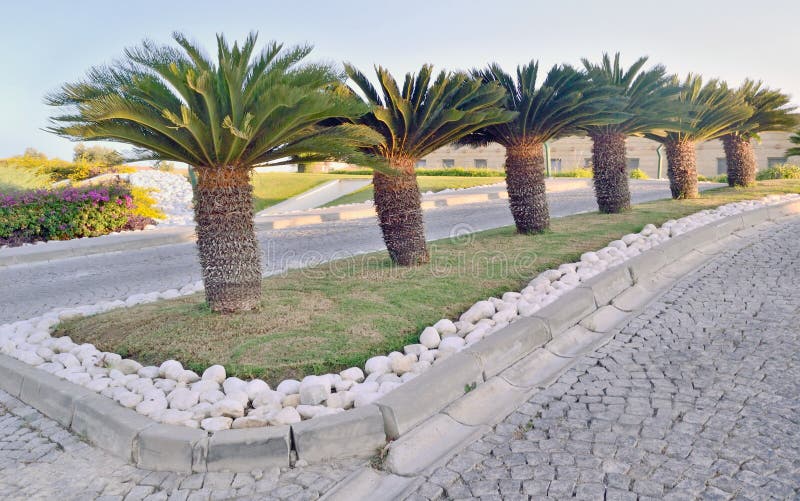 Palm Trees in the Landscape Design of Public Space Stock Photo - Image ...