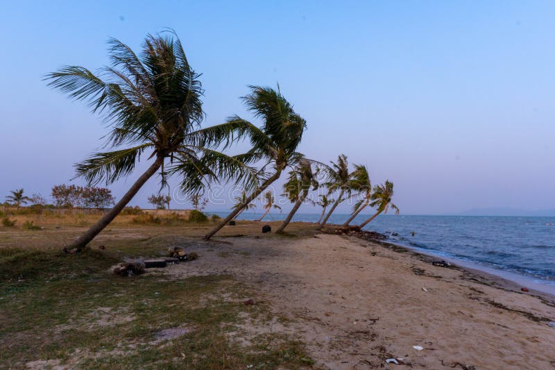 Palm Trees Leaning Over an Empty Beach Stock Image - Image of resort ...