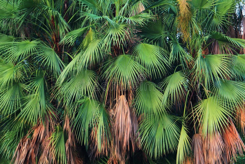 Palm trees leaves stock image. Image of trees, thailand - 44805589