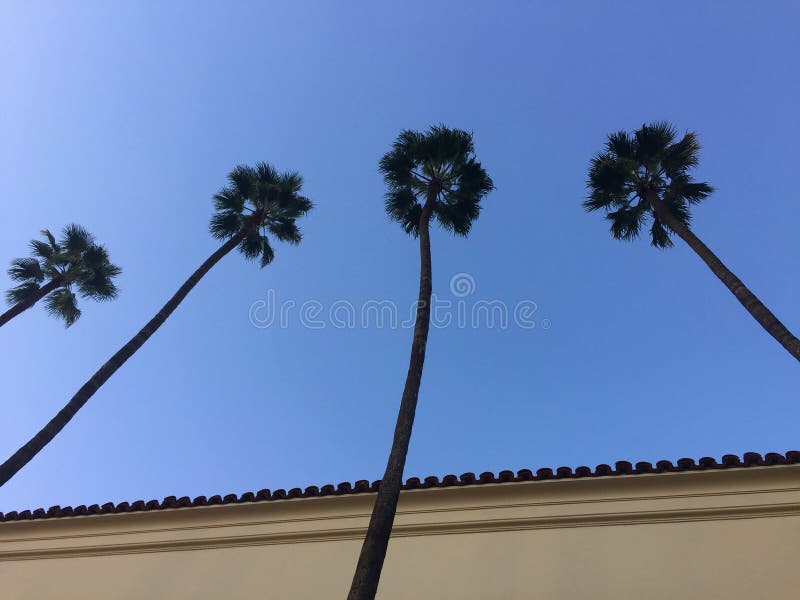 Palm trees are life stock image. Image of trees, cali - 93464199