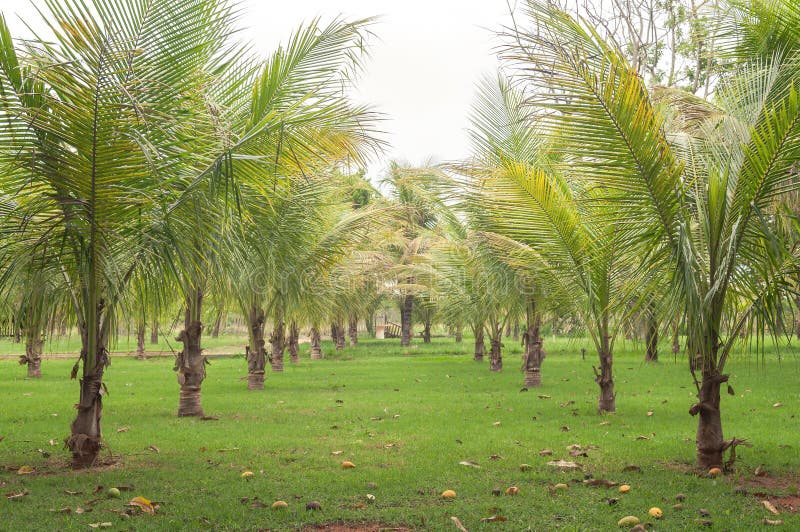 Palm Trees Lined Side by Side in Garden with Green Vegetation Stock ...