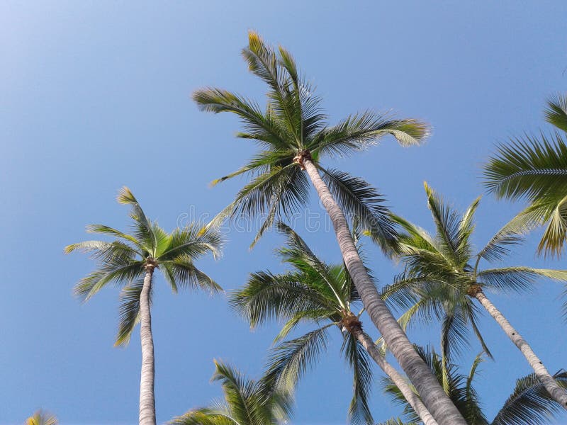 Palm Trees stock photo. Image of palm, resort, looking - 83663178