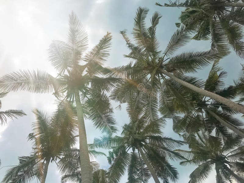 Palm trees looking up stock image. Image of trees, shoot - 125921765