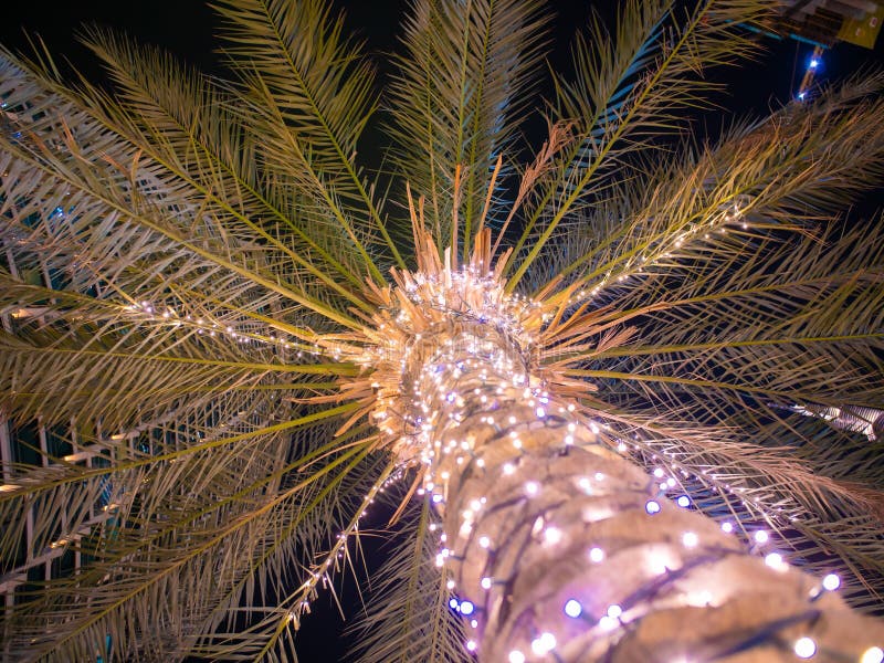 Palm Trees with Luminous Garlands at Night in Dubai Stock Image - Image ...