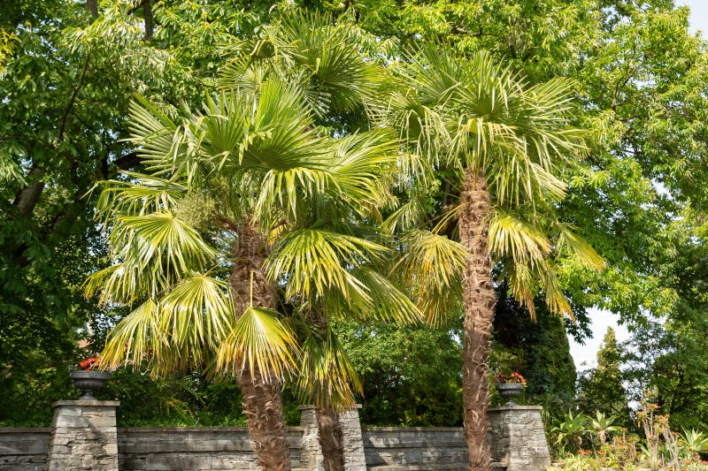 Palm Trees in Mainau in Germany Stock Image - Image of island, botanic ...